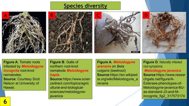 Sarah 51 Root knot disease of vegetables.pptx | Gardening | Home & Garden