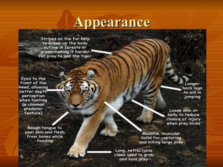 Siberian Tiger Life Cycle Siberian Tiger CreationWiki, The