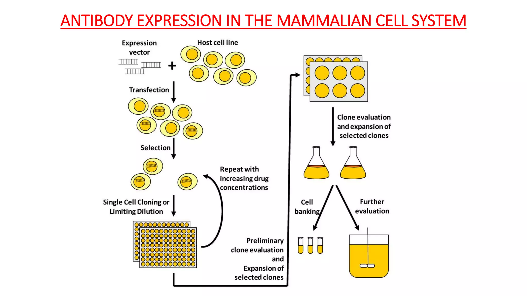 MAMMALIAN CELL EXPRESSION SYSTEM, STRONG PROMOTERS.pptx