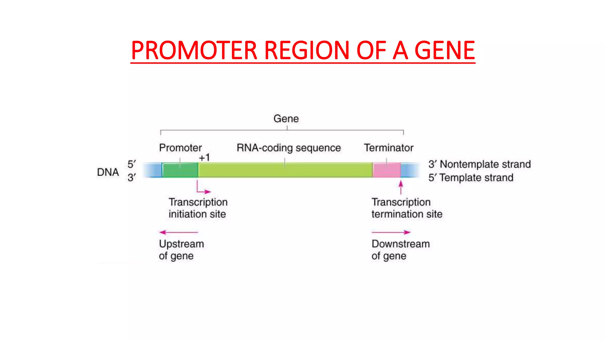 MAMMALIAN CELL EXPRESSION SYSTEM, STRONG PROMOTERS.pptx