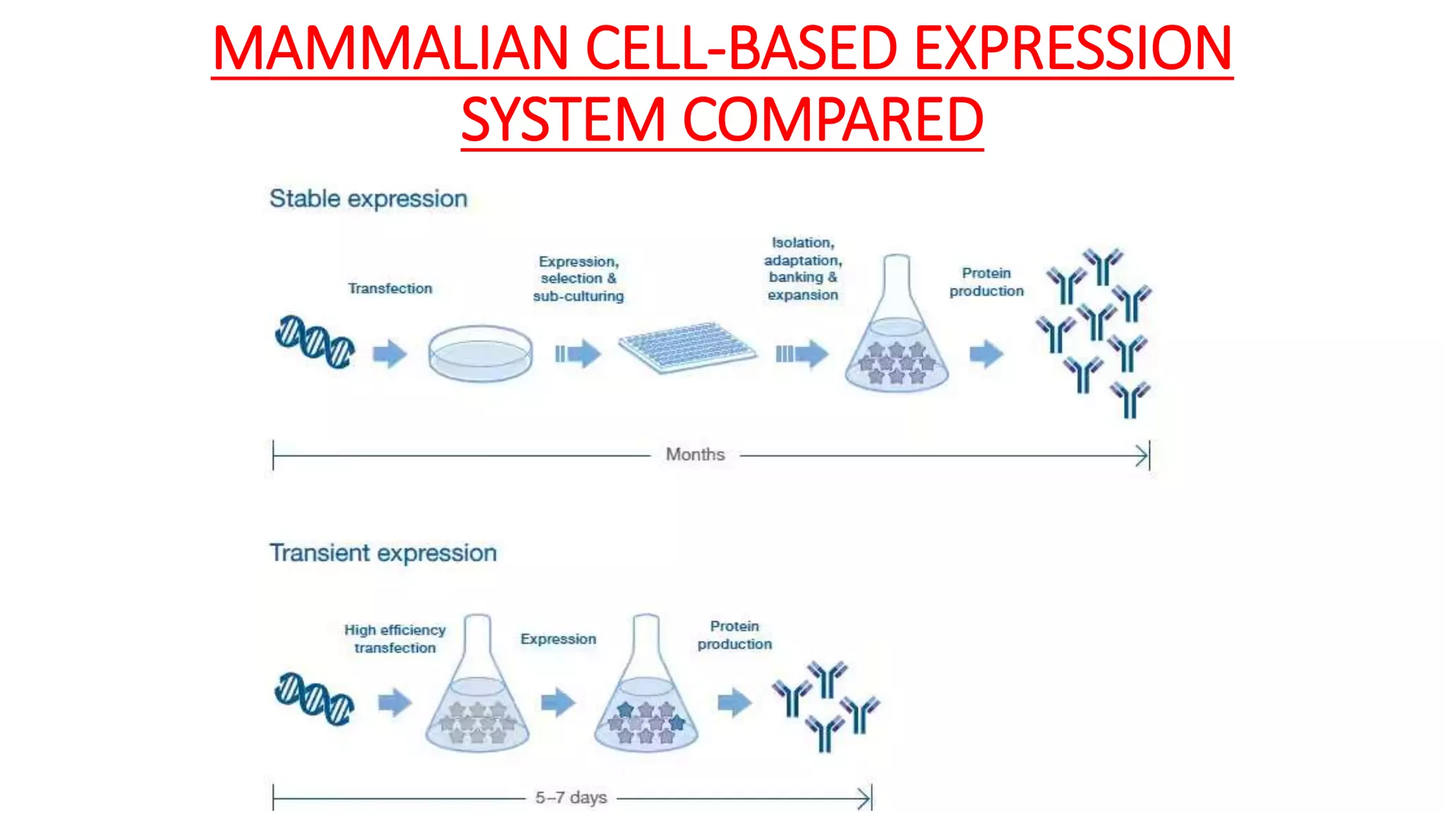 MAMMALIAN CELL EXPRESSION SYSTEM, STRONG PROMOTERS.pptx