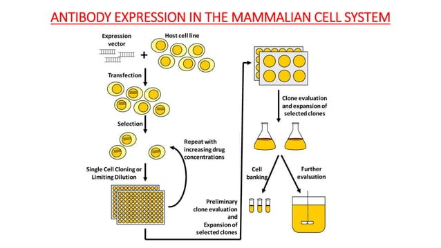 MAMMALIAN CELL EXPRESSION SYSTEM, STRONG PROMOTERS.pptx