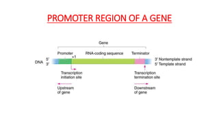MAMMALIAN CELL EXPRESSION SYSTEM, STRONG PROMOTERS.pptx