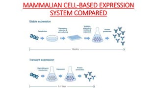 MAMMALIAN CELL EXPRESSION SYSTEM, STRONG PROMOTERS.pptx