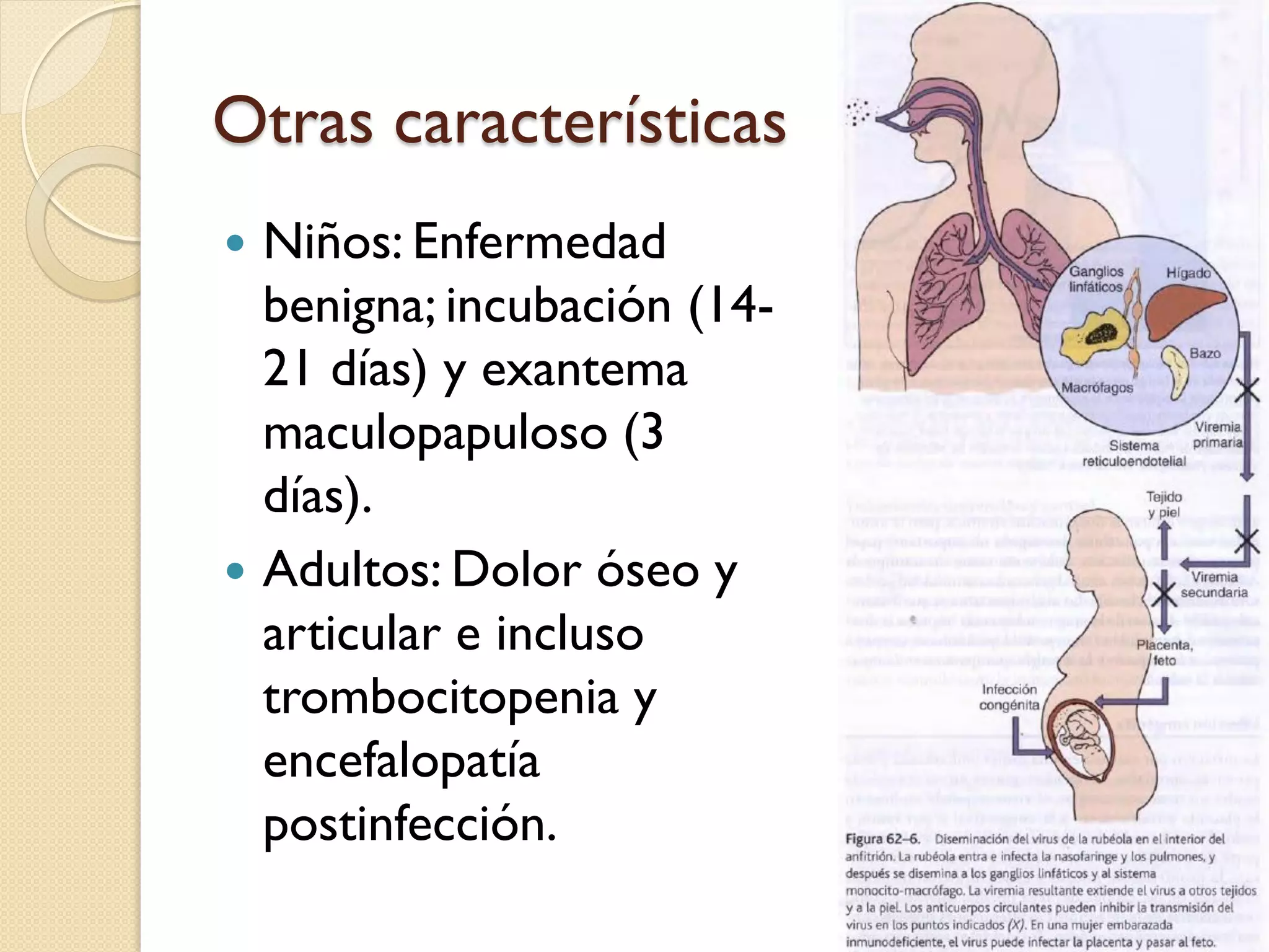Sarampión, parotiditis, rubéola, hepatitis y vih | PDF