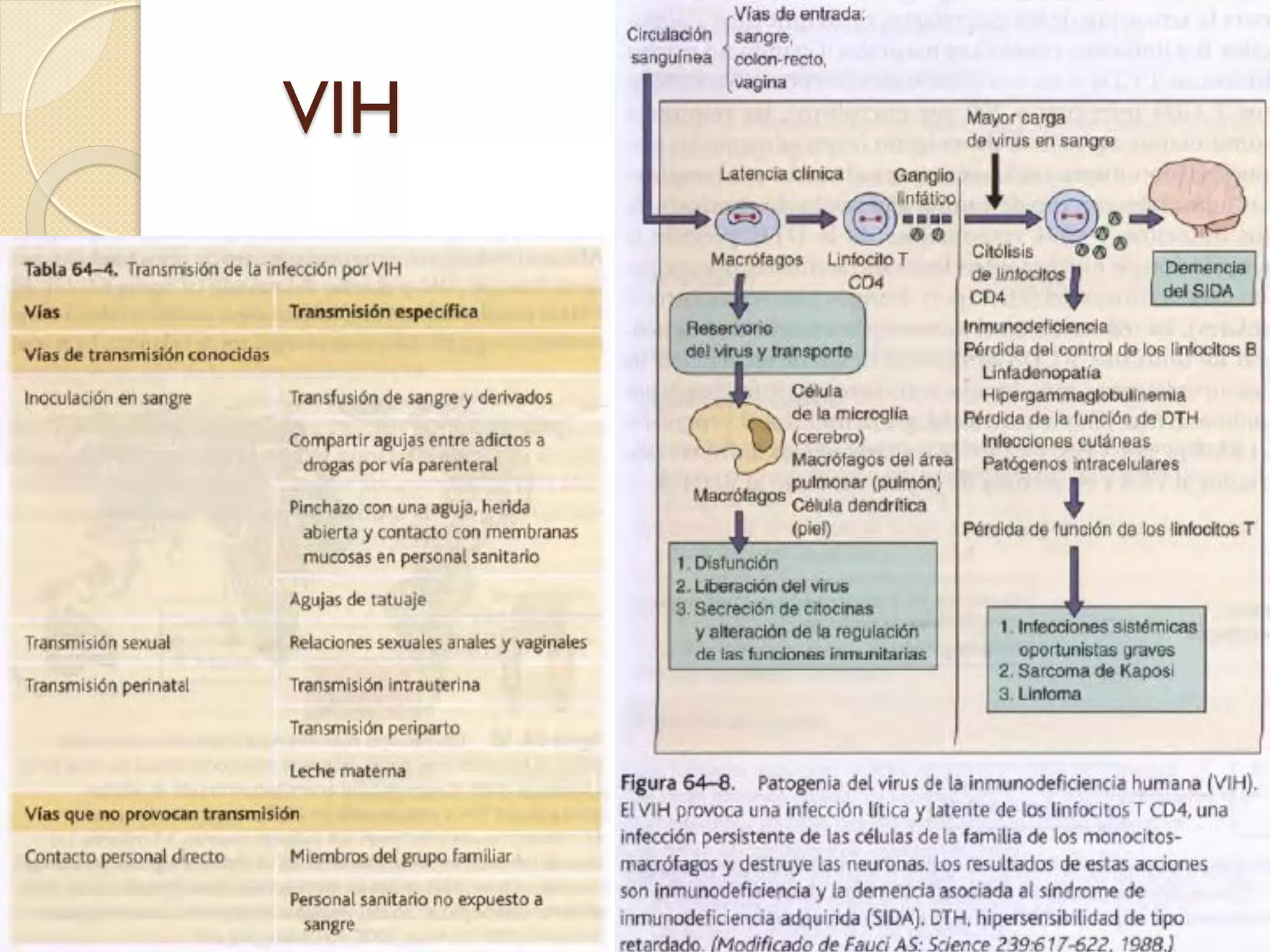 Sarampión, parotiditis, rubéola, hepatitis y vih | PPT | Descarga Gratuita