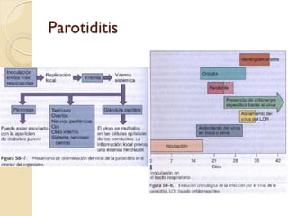 Sarampión, parotiditis, rubéola, hepatitis y vih | PDF
