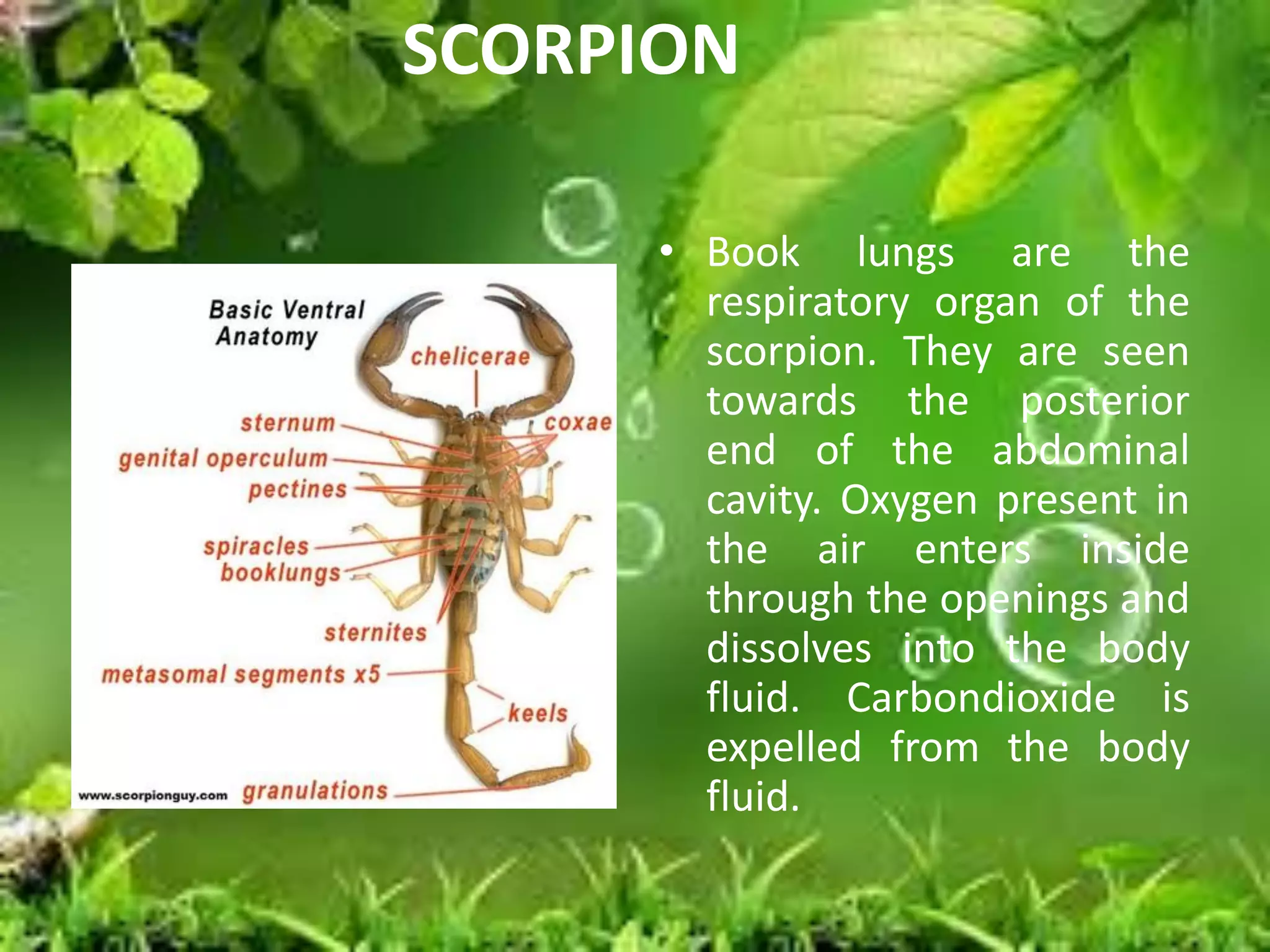 Respiration | PDF
