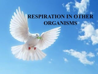 Respiration | PPT