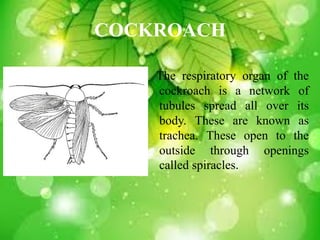 Respiration | PPT