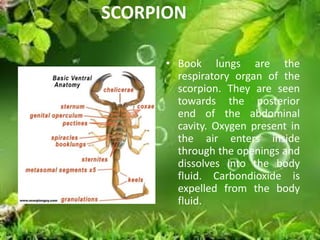 Respiration | PDF
