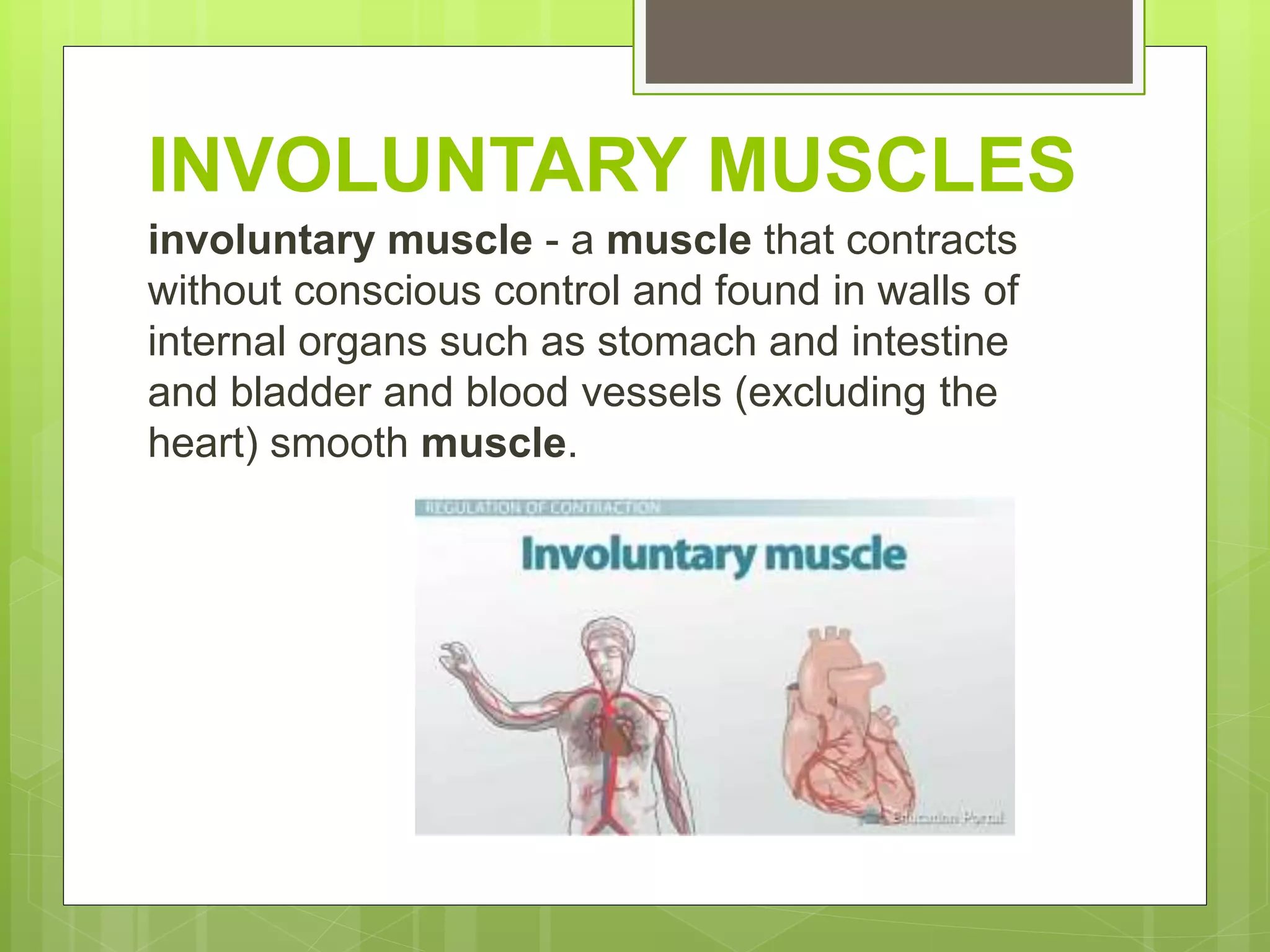 INVOLUNTARY MUSCLES | PPTX