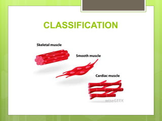 INVOLUNTARY MUSCLES | PPTX