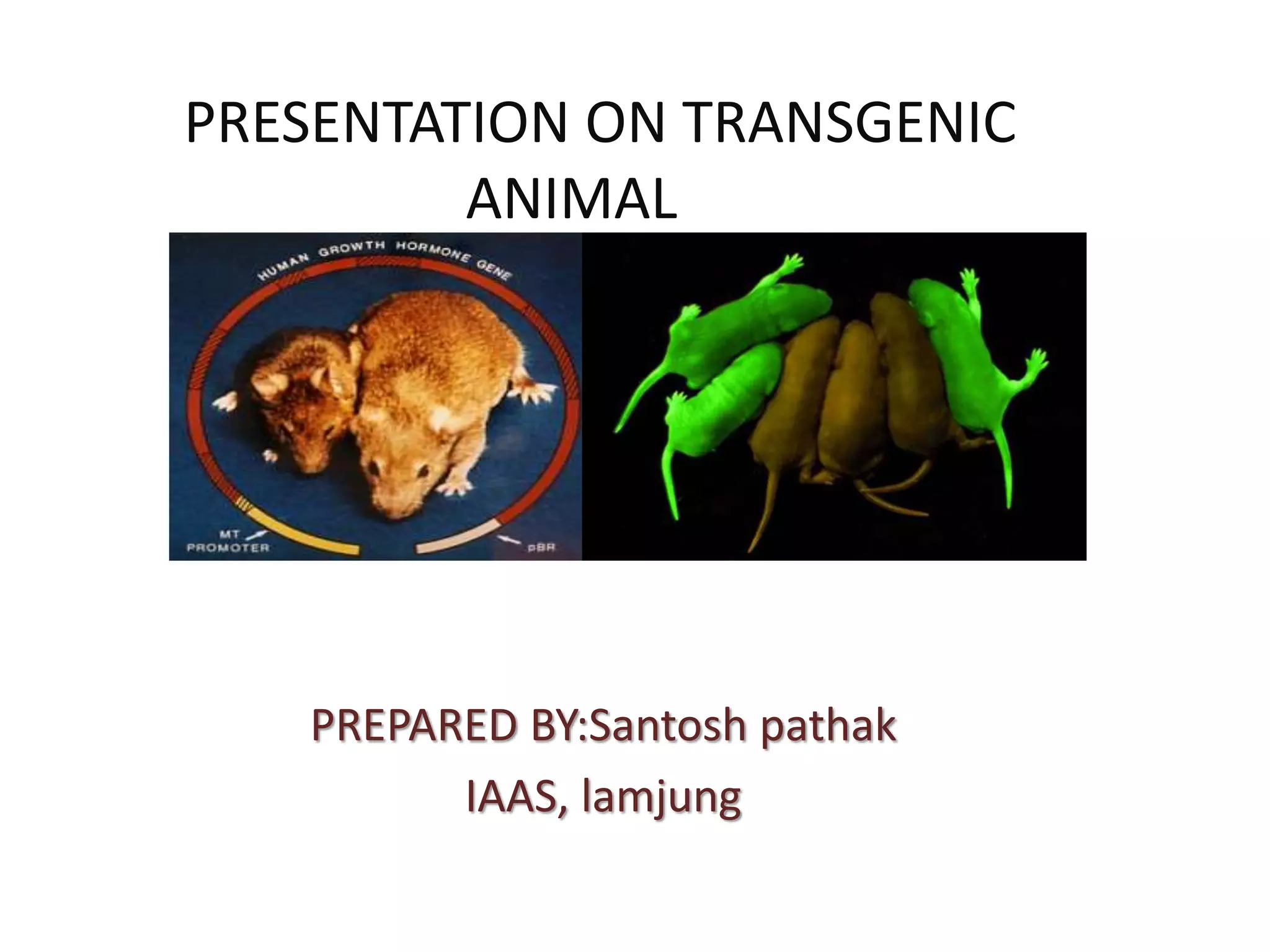presentation on transgenic animals | PPT