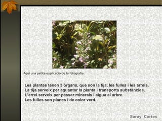 El Bosc Saray | PPT