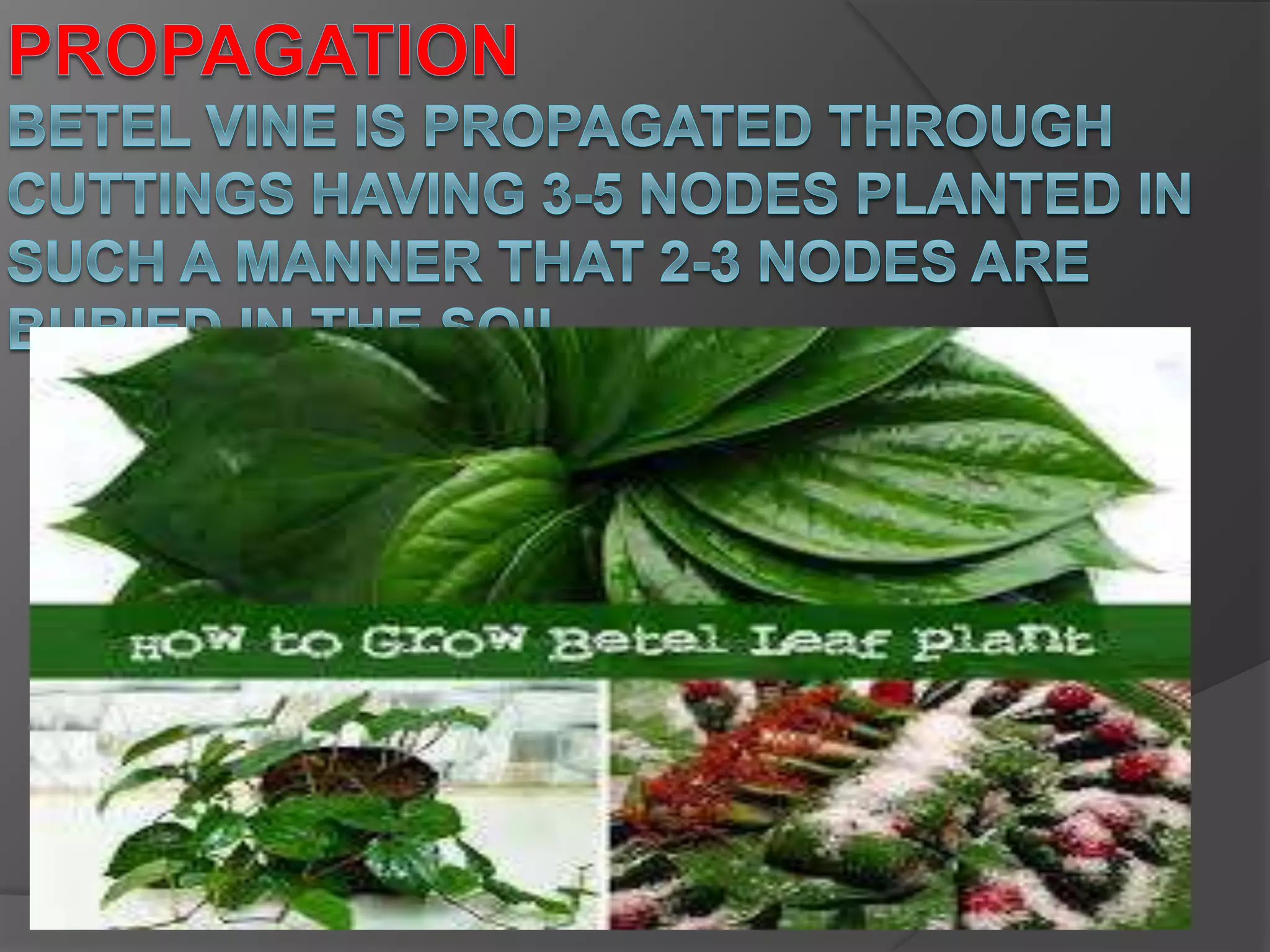 cultivation of betel vine, production technology of vbetelvine | PPTX