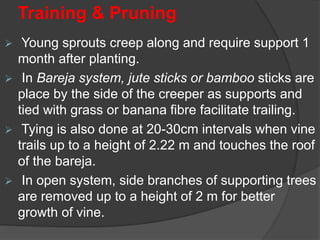 cultivation of betel vine, production technology of vbetelvine | PPTX