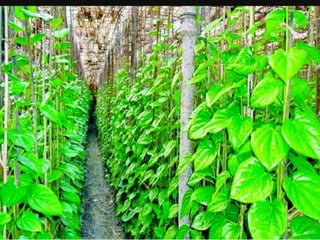 cultivation of betel vine, production technology of vbetelvine | PPTX