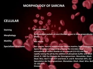 SARCINA- MA'AM MONILYN.pptx