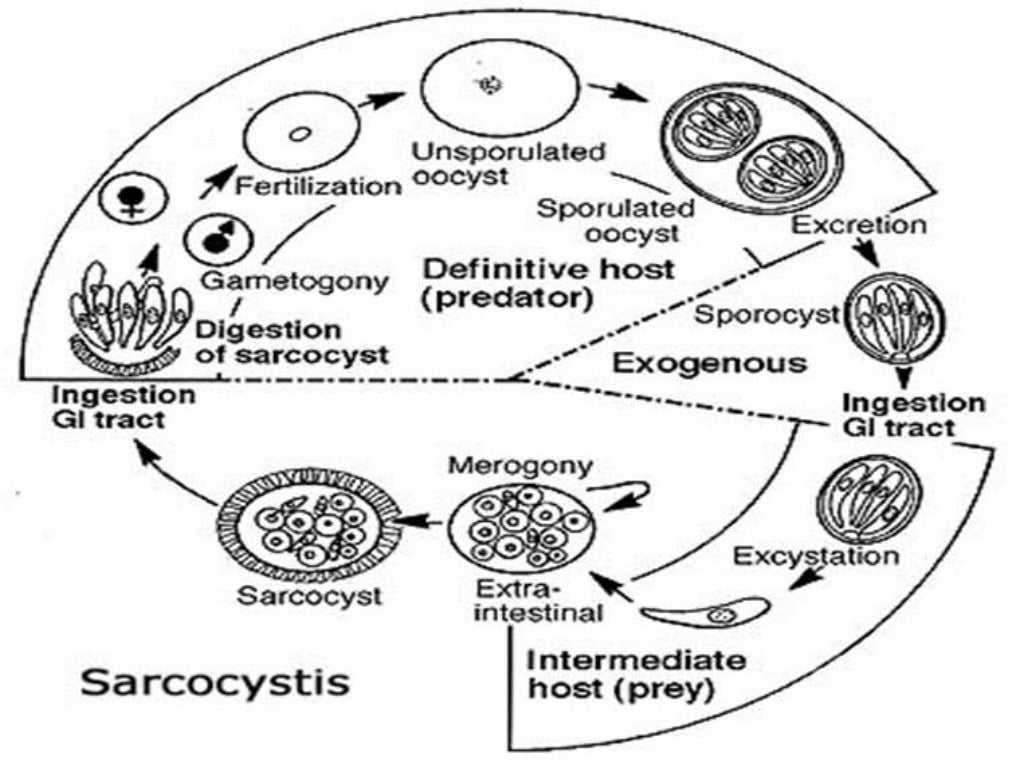 Sarcocystis