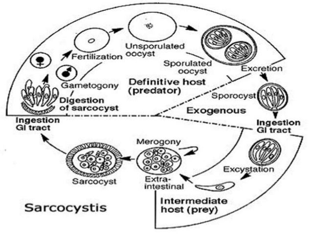 Sarcocystis