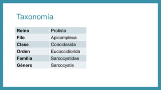 Sarcocystis sp | PPTX