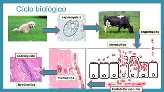 Sarcocystis sp | PPTX