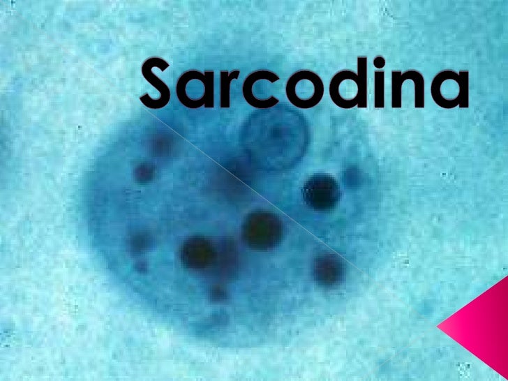 Sarcodina