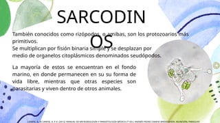 SARCODINOS; entamoeba histolityca, acanthamoeba y entamoeba coli.pptx
