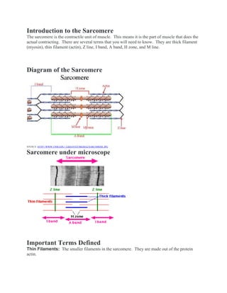 Sarcomere by Nehemia kindole | PDF