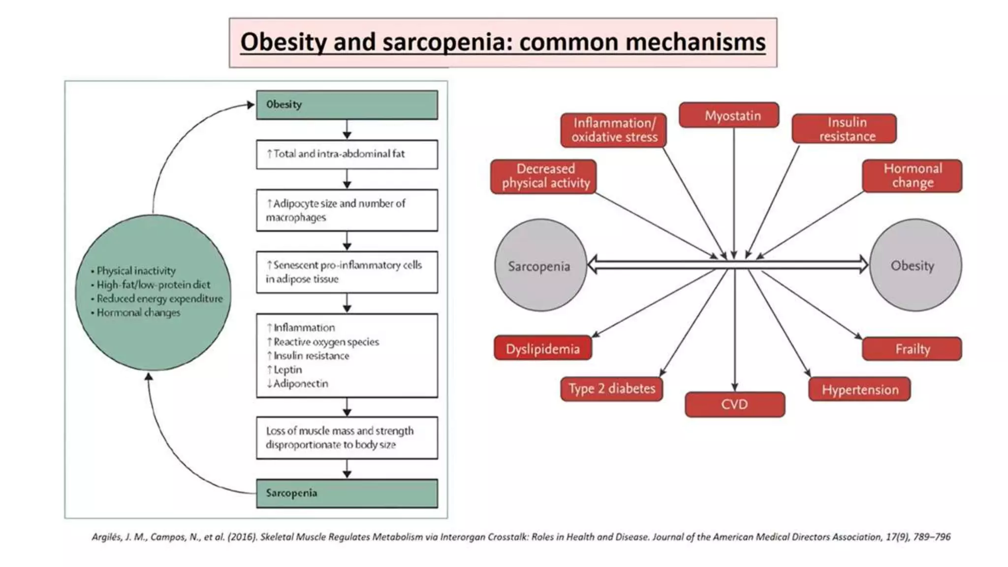Sarcopenic Obesity.pptx