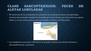 Sarcopterigios | PPTX