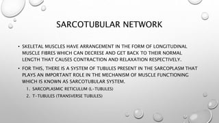 Sarcotubular System... presentation on.. | PPTX