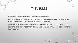Sarcotubular System... presentation on.. | PPTX