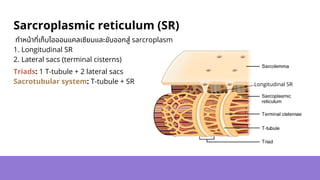 สรีรวิทยา (part 2).pdf