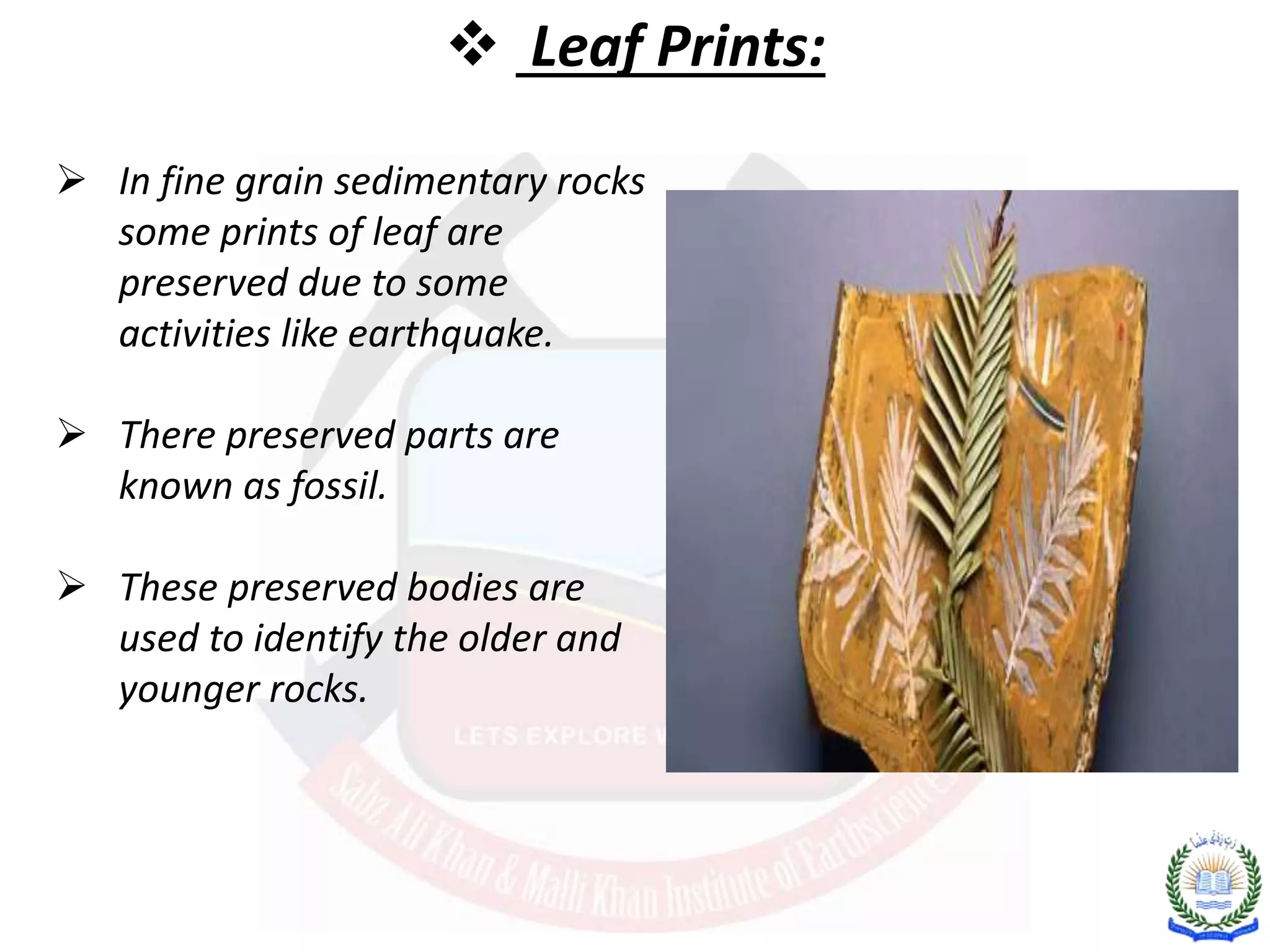 Primary Sedimentary Structures | PPTX