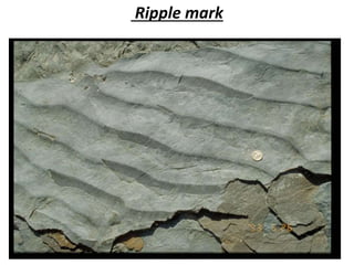 Primary Sedimentary Structures | PPTX