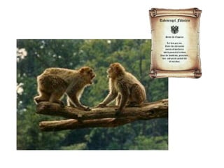 Sarette - the social animal | PPTX