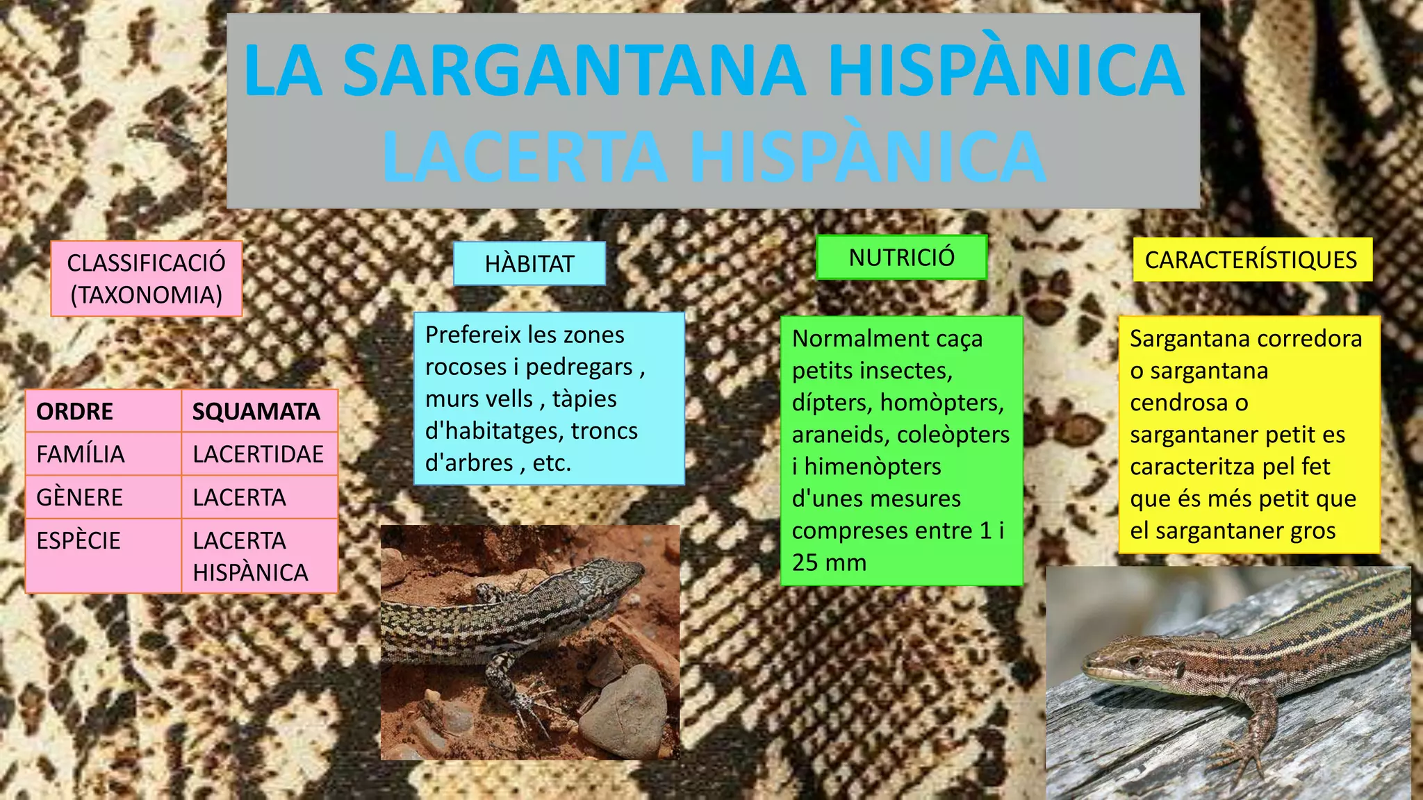 Sargantana hispànica | PPT