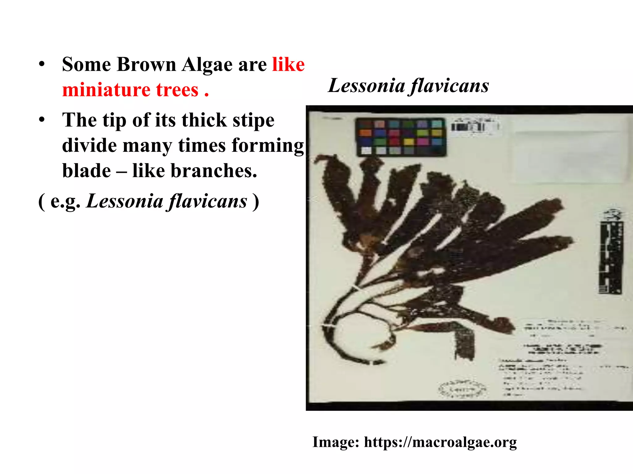 General Characters of Phaeophyceae & Life Cycle of Sargassum SMG | PPTX