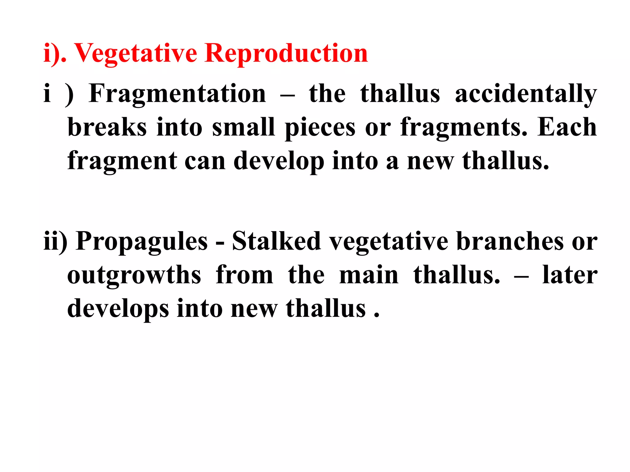 General Characters of Phaeophyceae & Life Cycle of Sargassum SMG | PPTX