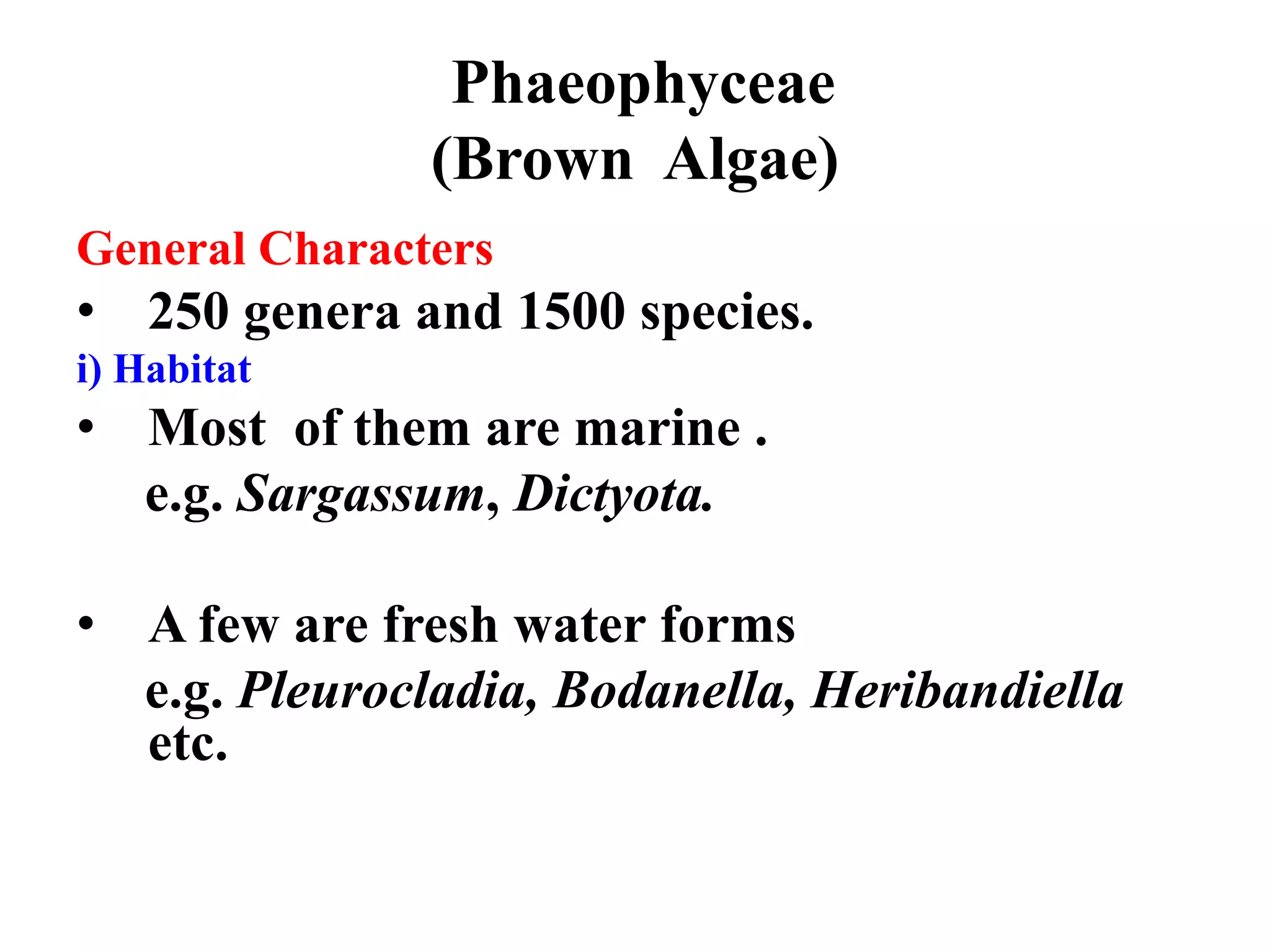 General Characters of Phaeophyceae & Life Cycle of Sargassum SMG | PPTX