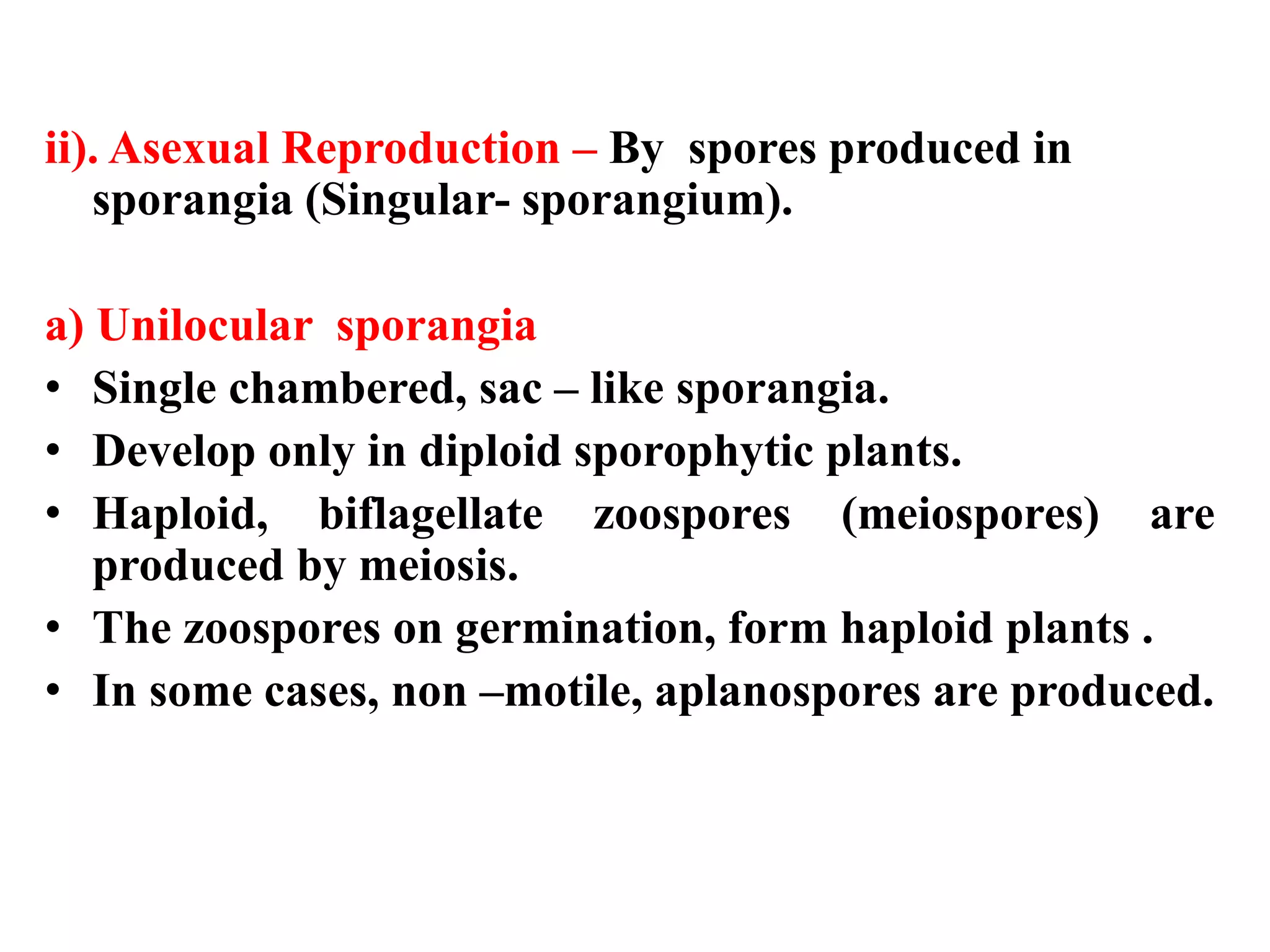 General Characters of Phaeophyceae & Life Cycle of Sargassum SMG | PPTX