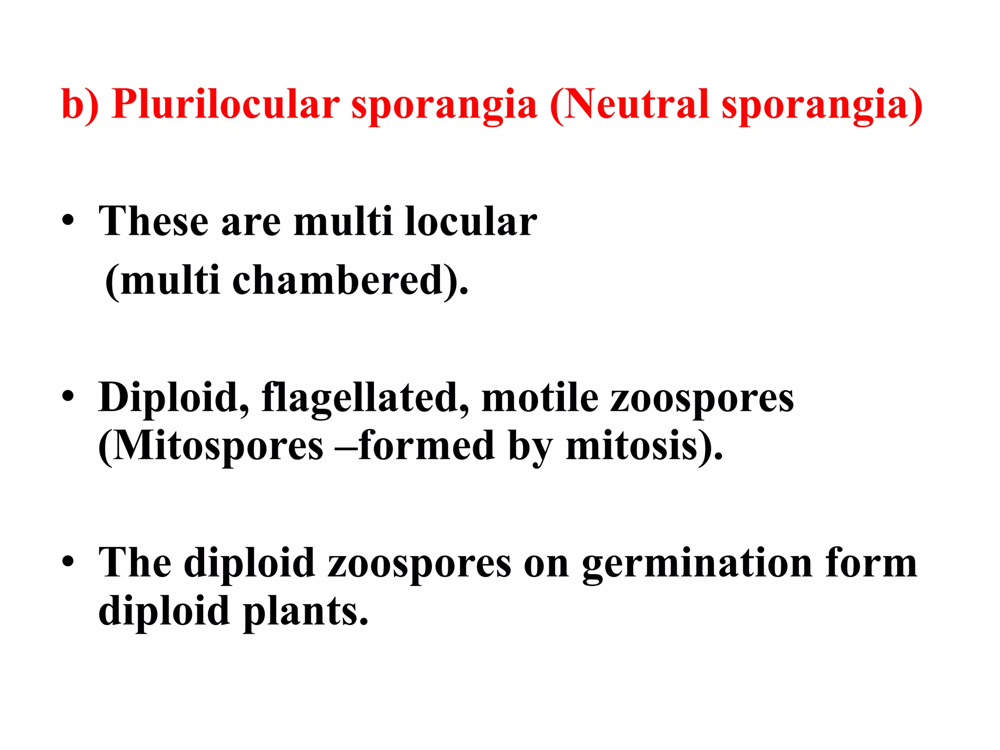 General Characters of Phaeophyceae & Life Cycle of Sargassum SMG | PPTX