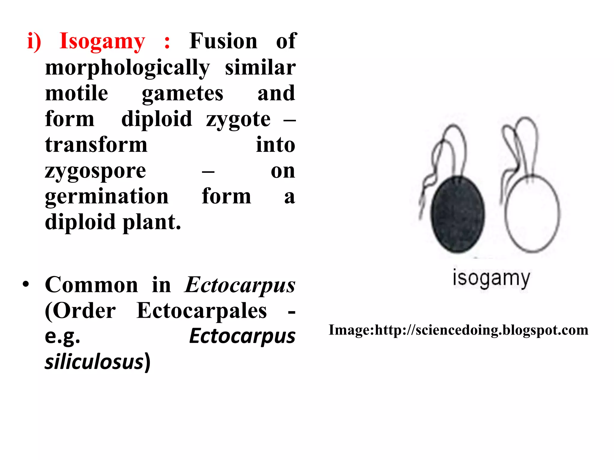 General Characters of Phaeophyceae & Life Cycle of Sargassum SMG | PPTX