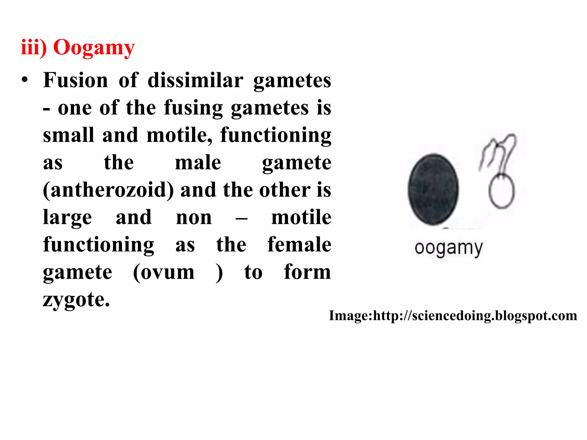 General Characters of Phaeophyceae & Life Cycle of Sargassum SMG | PPTX