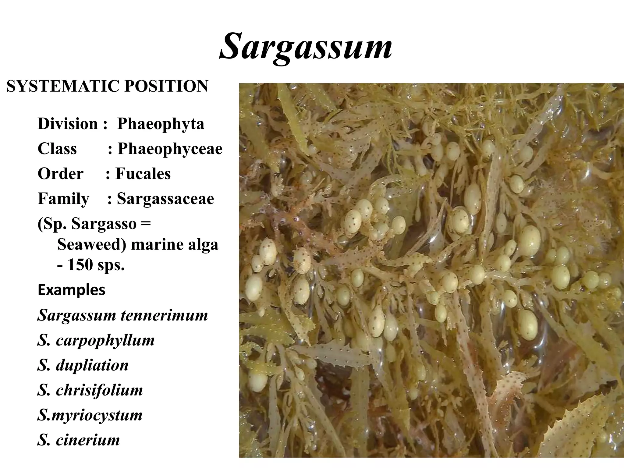 General Characters of Phaeophyceae & Life Cycle of Sargassum SMG | PPTX