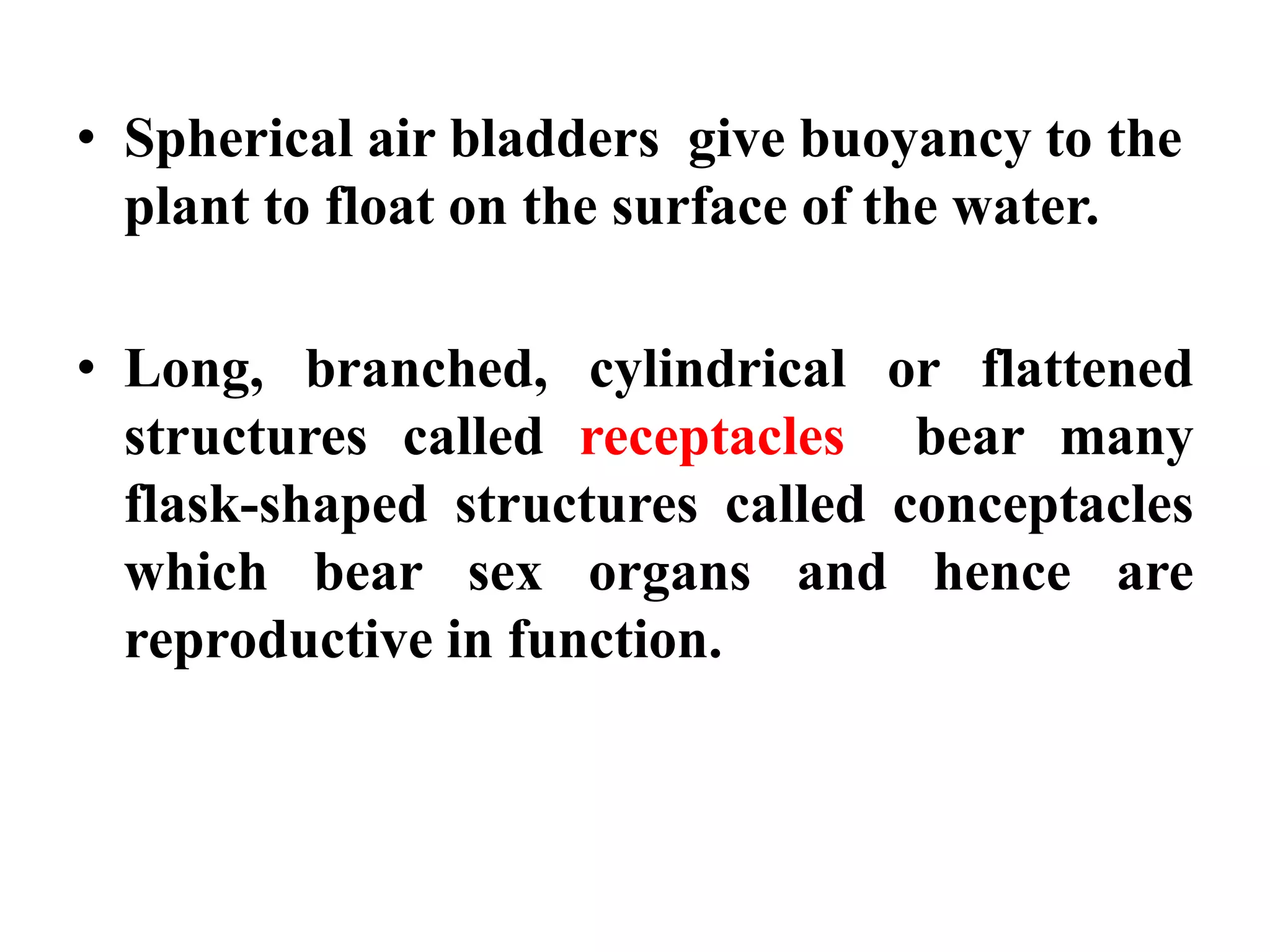 General Characters of Phaeophyceae & Life Cycle of Sargassum SMG | PPTX