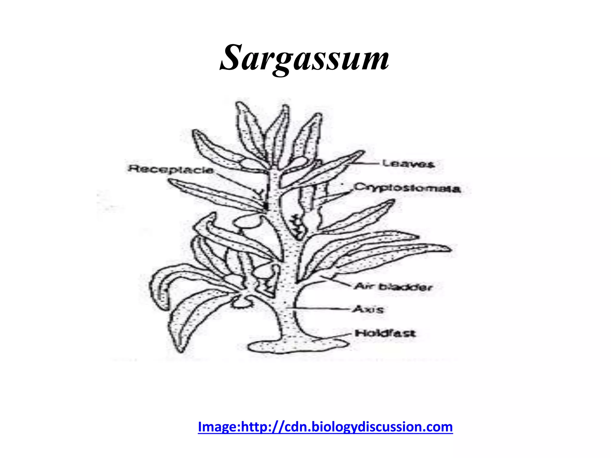 General Characters of Phaeophyceae & Life Cycle of Sargassum SMG | PPTX