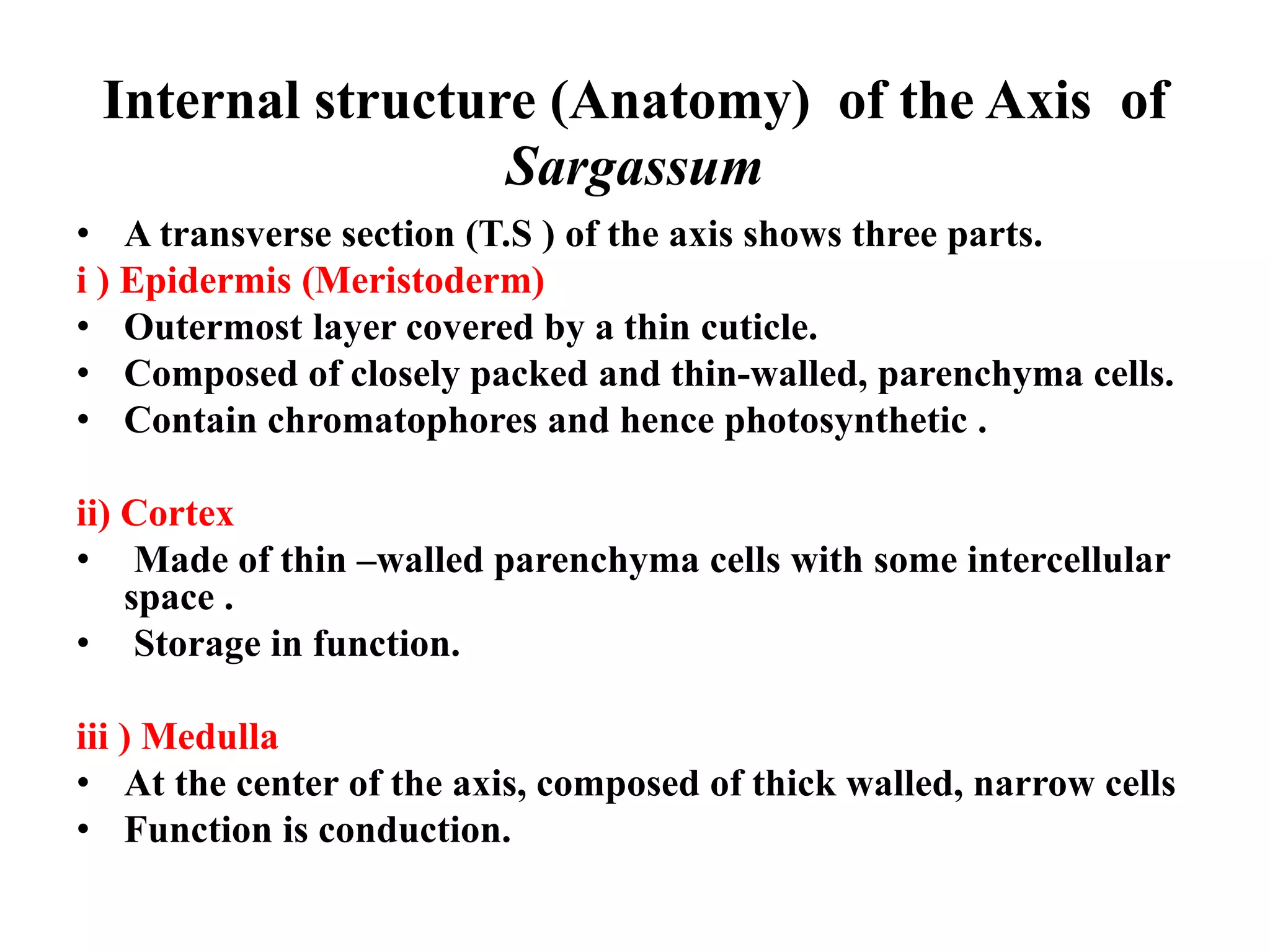 General Characters of Phaeophyceae & Life Cycle of Sargassum SMG | PPTX